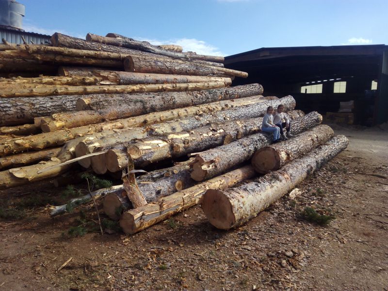 Madera en rollo - Maderas Nacimiento